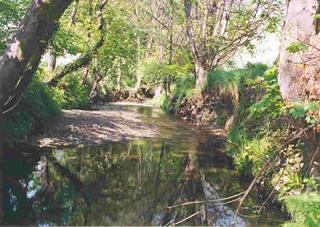 The River Quaggy | Quaggy Waterways Action Group