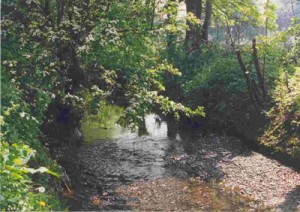 The River Quaggy | Quaggy Waterways Action Group