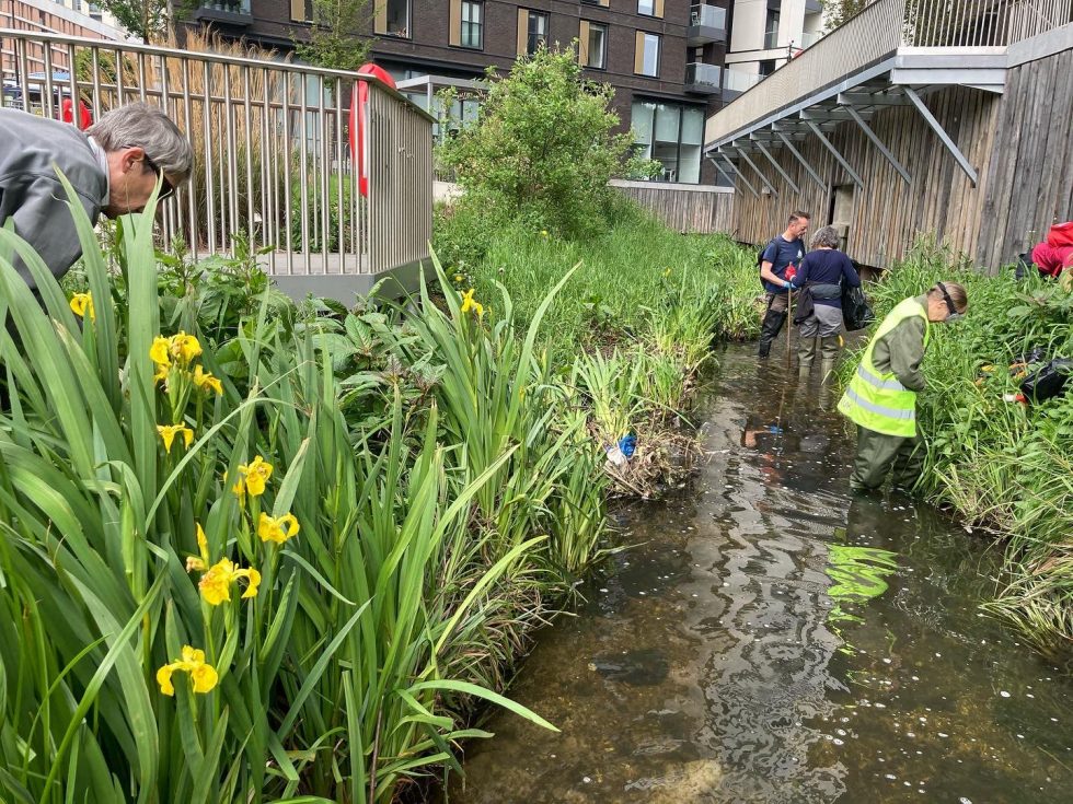 Restoring the river | Quaggy Waterways Action Group